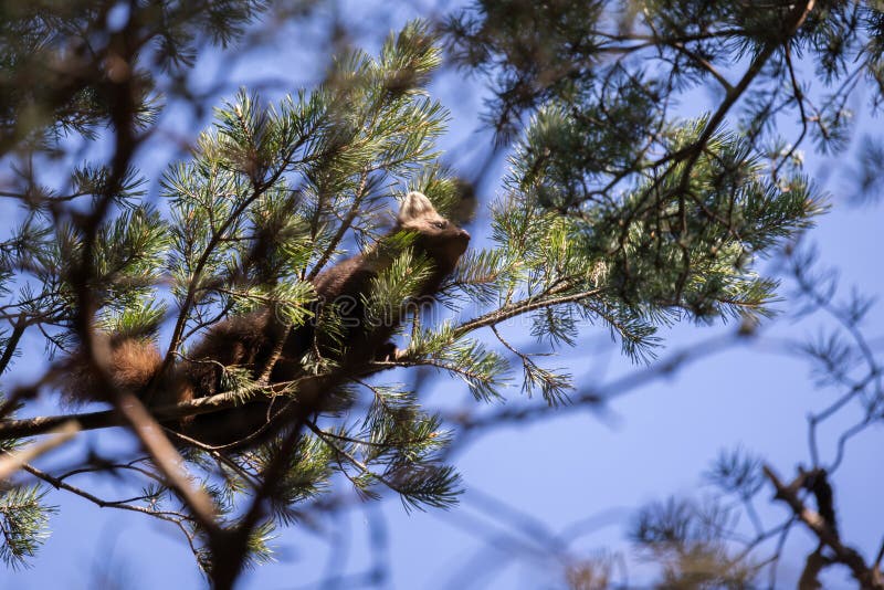The European Pine Marten is on a Pine Tree Branches Stock Photo - Image ...