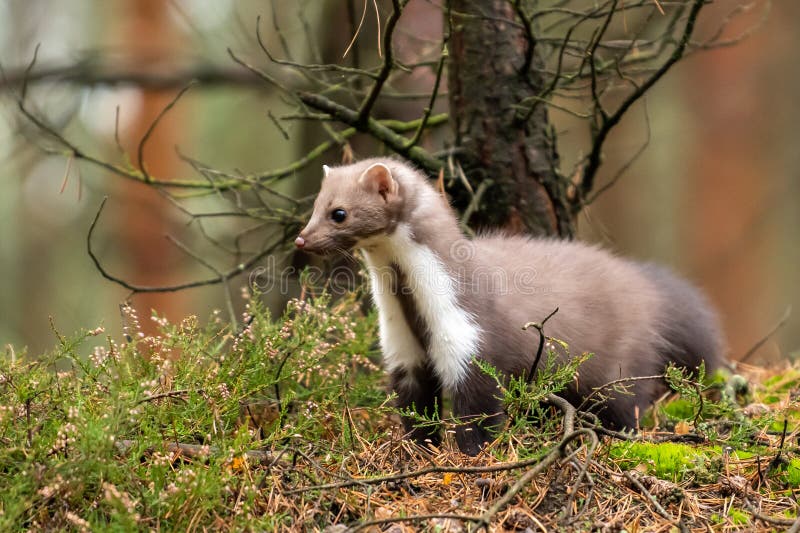 European Pine Marten Marten Marten Stock Photo - Image of branch ...
