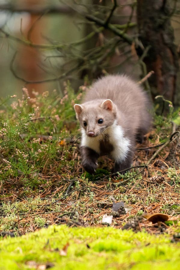European Pine Marten Marten Marten Stock Image - Image of flores, copy ...