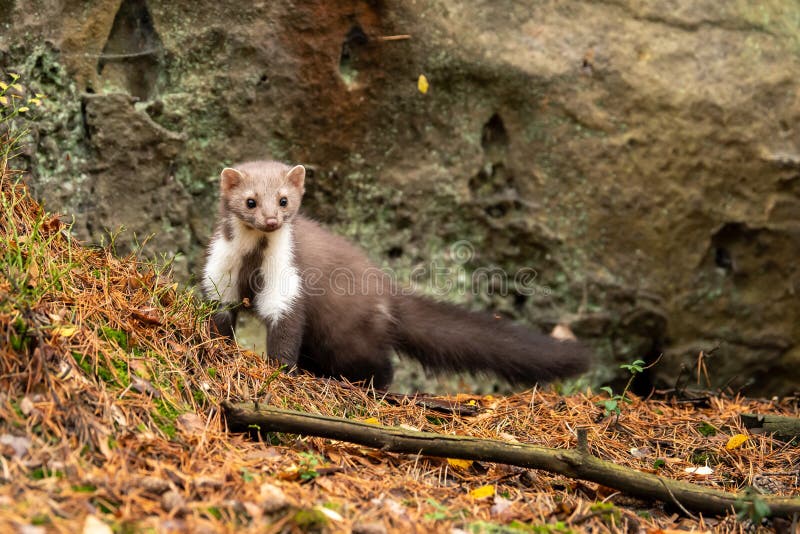 European Pine Marten Marten Marten Stock Photo - Image of heather ...