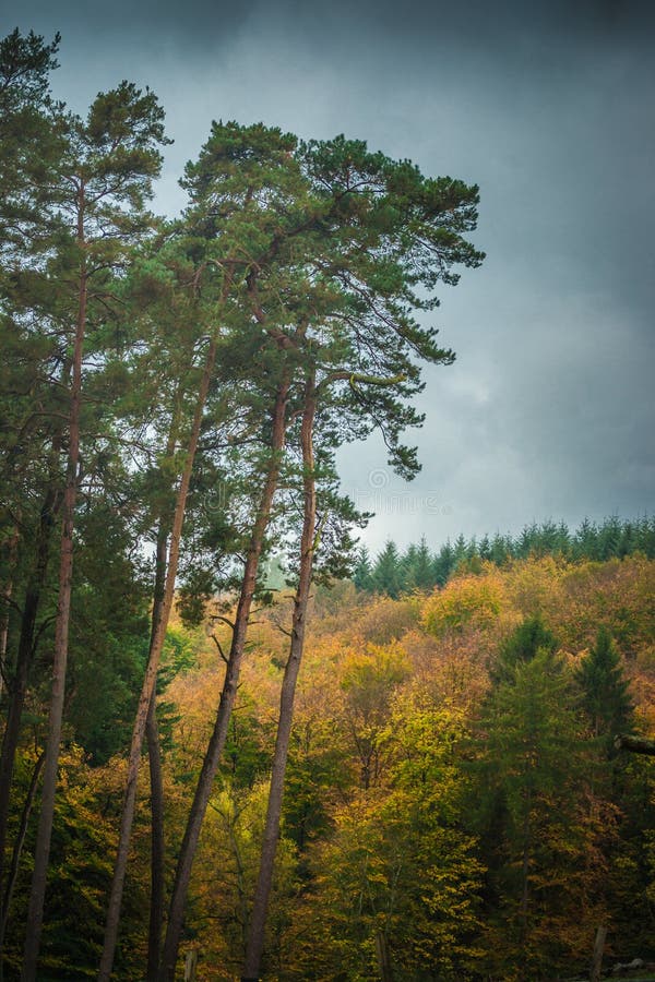 European Pine Trees stock image. Image of german, diverse - 103286025