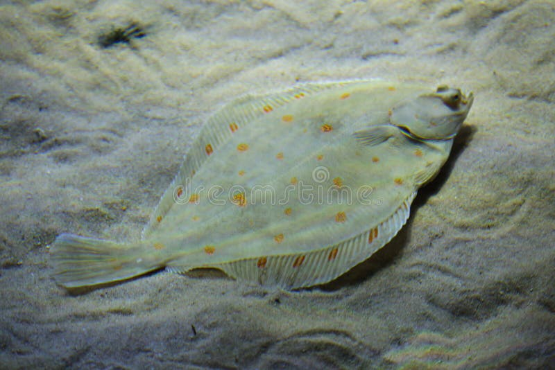 European plaice fish stock photo. Image of tropical, platessa - 47485748