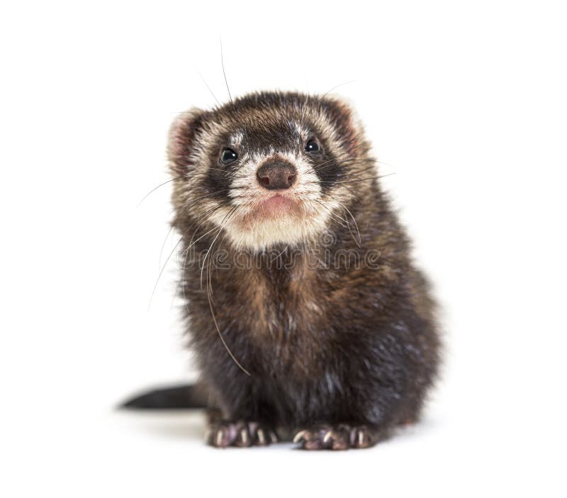 European Polecat Facing and Looking at the Camera, Isolated Stock Image ...