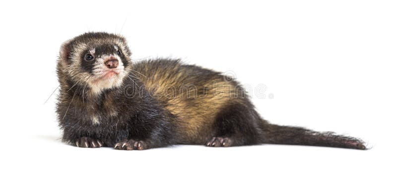 European Ferret Portrait Vintage Color Stock Photo - Image of ferret ...