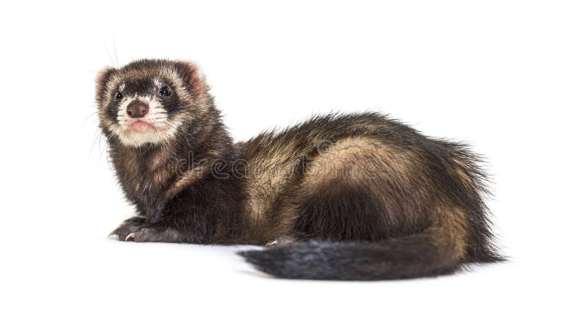 European Ferret Portrait Vintage Color Stock Photo - Image of ferret ...