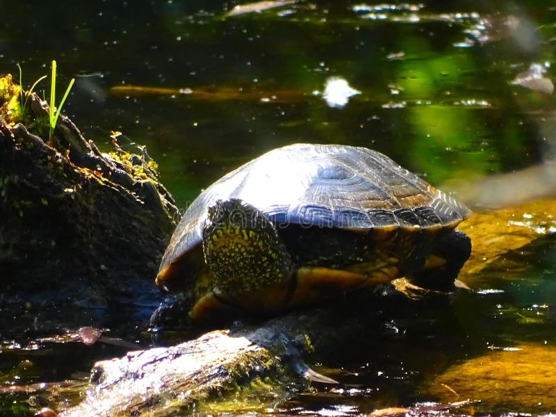European Pond Turtle, Brenne Turtle, Marsh Turtle or Mud Turtle Stock ...