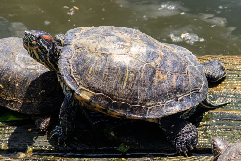 European pond turtle stock image. Image of brown, fauna - 270300305