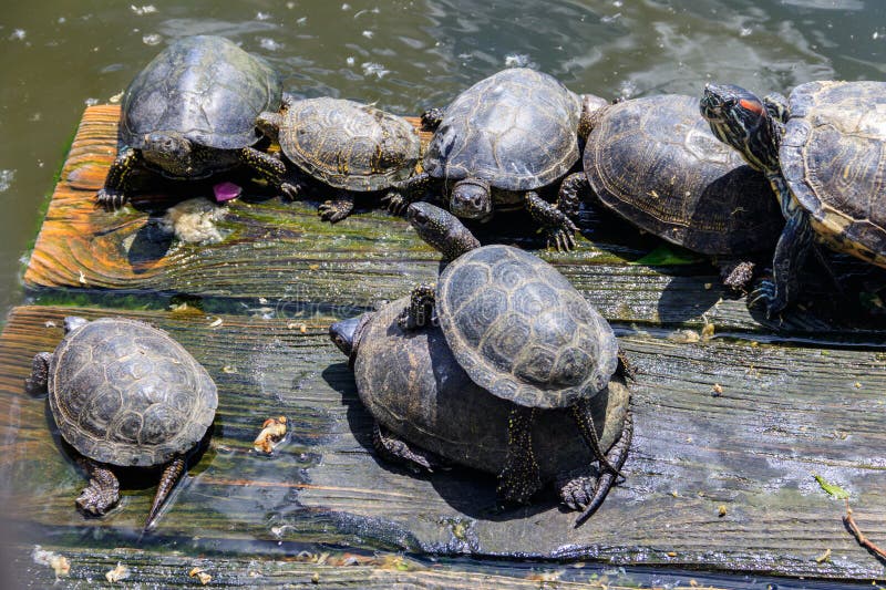 European pond turtle stock photo. Image of relaxation - 321285718