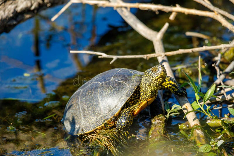 A European Pond Turtle in the Swamps of the Danube Delta Stock Photo ...