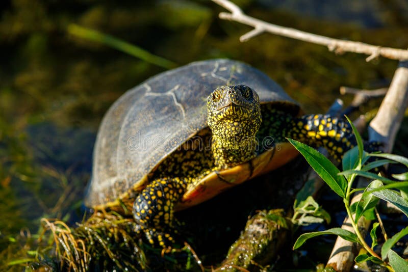 A European Pond Turtle in the Swamps of the Danube Delta Stock Image ...