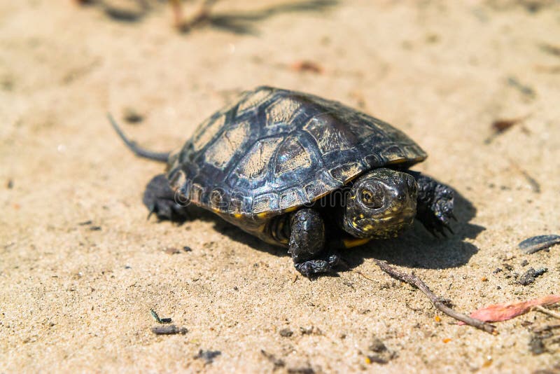 European Pound Turtle Stock Photos - Free & Royalty-Free Stock Photos ...
