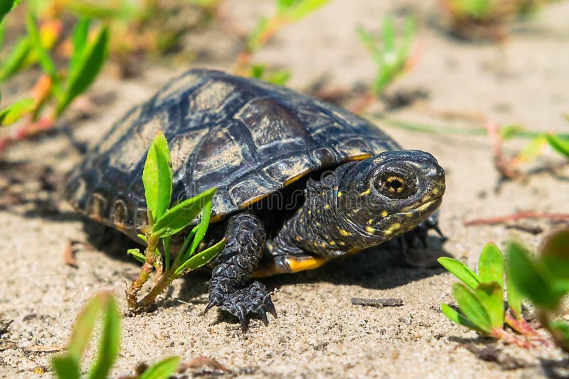 European Pound Turtle stock photo. Image of walking, baby - 99572164