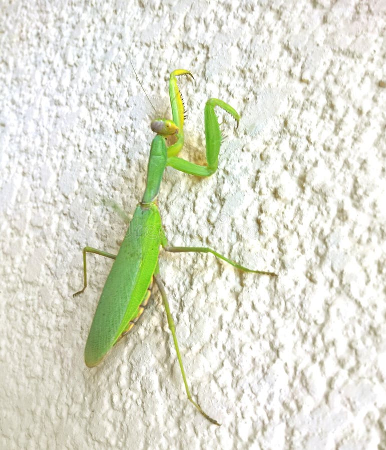 European Praying Mantis (Mantis Religiosa Stock Photo - Image of ...