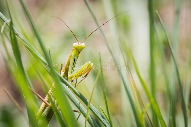 European Praying Mantis (Mantis Religiosa), Belgium Stock Photo - Image ...