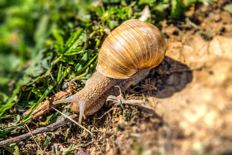 European Pulmonate Land Snail. Stock Photo - Image of pest, plant: 25205550
