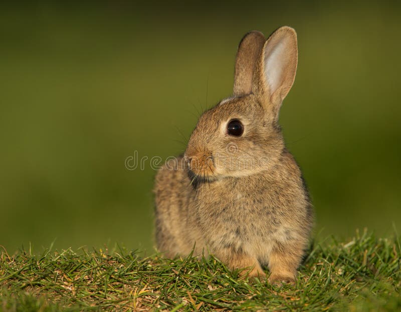 European Rabbit or Common Rabbit (Oryctolagus Cuniculus) Stock Image ...