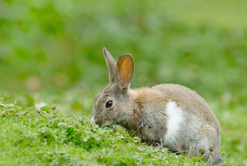European Rabbit eating stock photo. Image of tierra, animal - 5307500