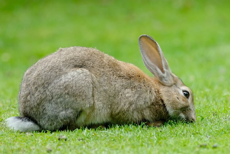 European Rabbit Eating Grass Stock Image - Image of fuego, outside: 5306199