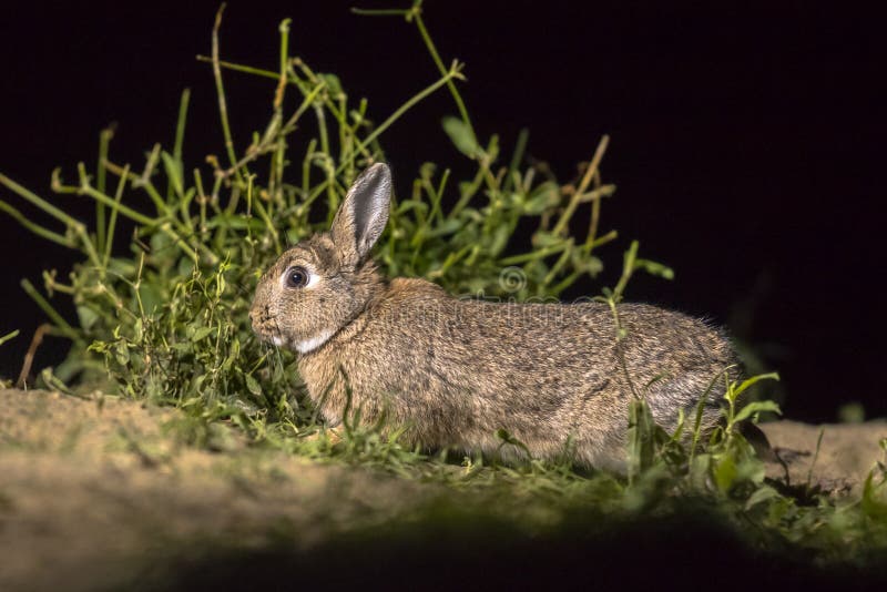Rabbit at night stock photo. Image of bunny, blue, common - 113105908