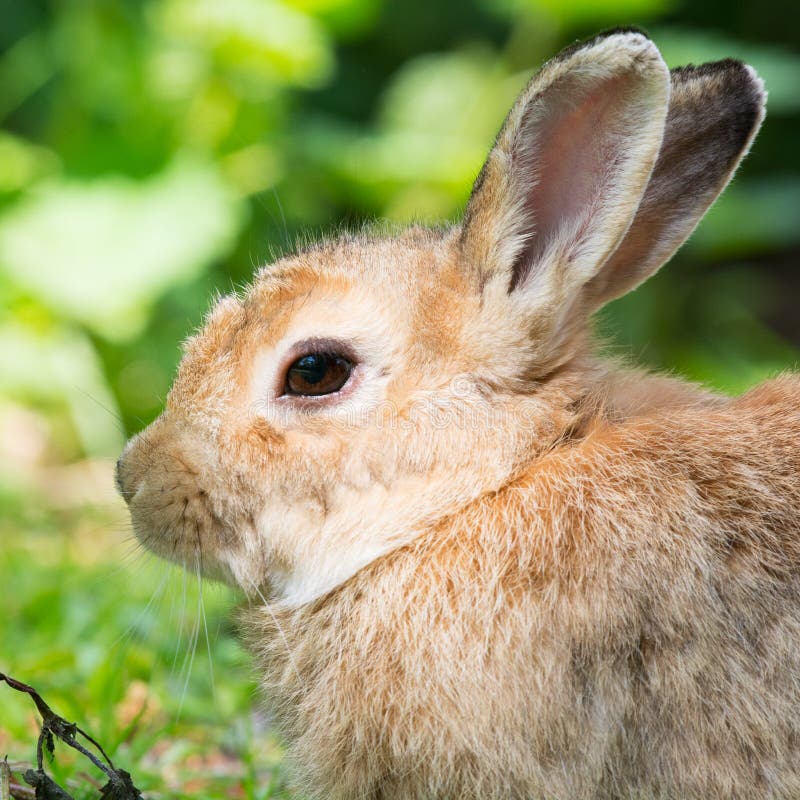 European rabbit in nature stock image. Image of hollandd - 38763177