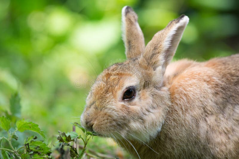European rabbit stock image. Image of dunes, oryctolagus - 48579647