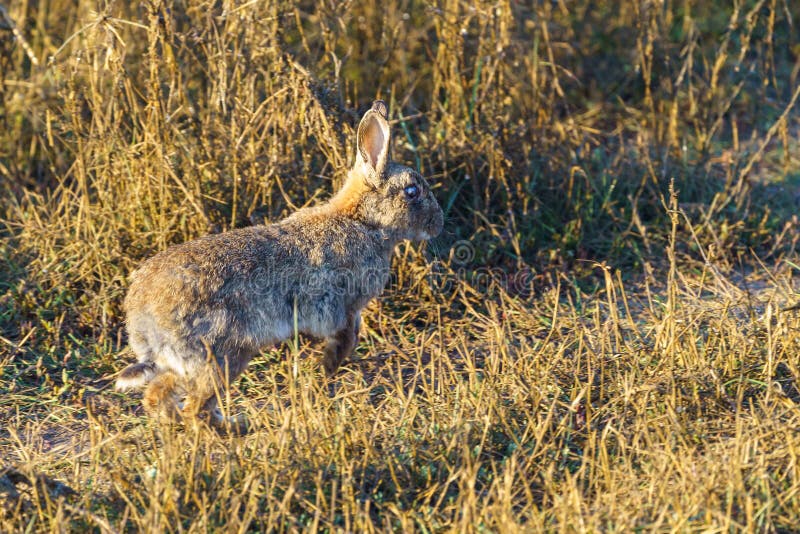 European Rabbit (Oryctolagus Cuniculus Stock Photo - Image of gibraltar ...