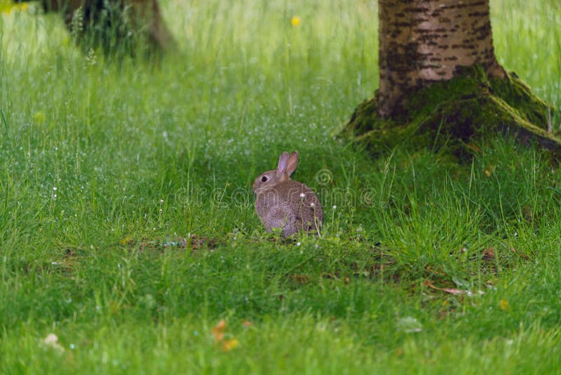 European Rabbit & X28;Oryctolagus Cuniculus Stock Image - Image of ...