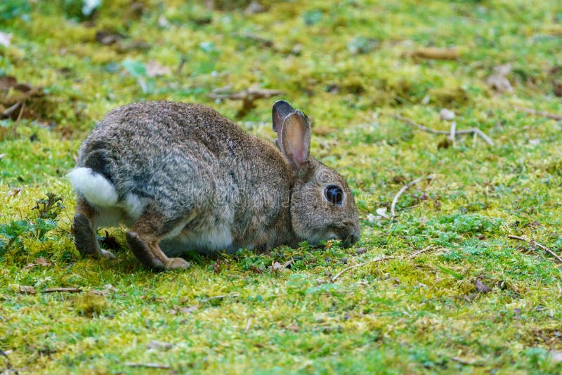 European Rabbit (Oryctolagus Cuniculus Stock Image - Image of animals ...
