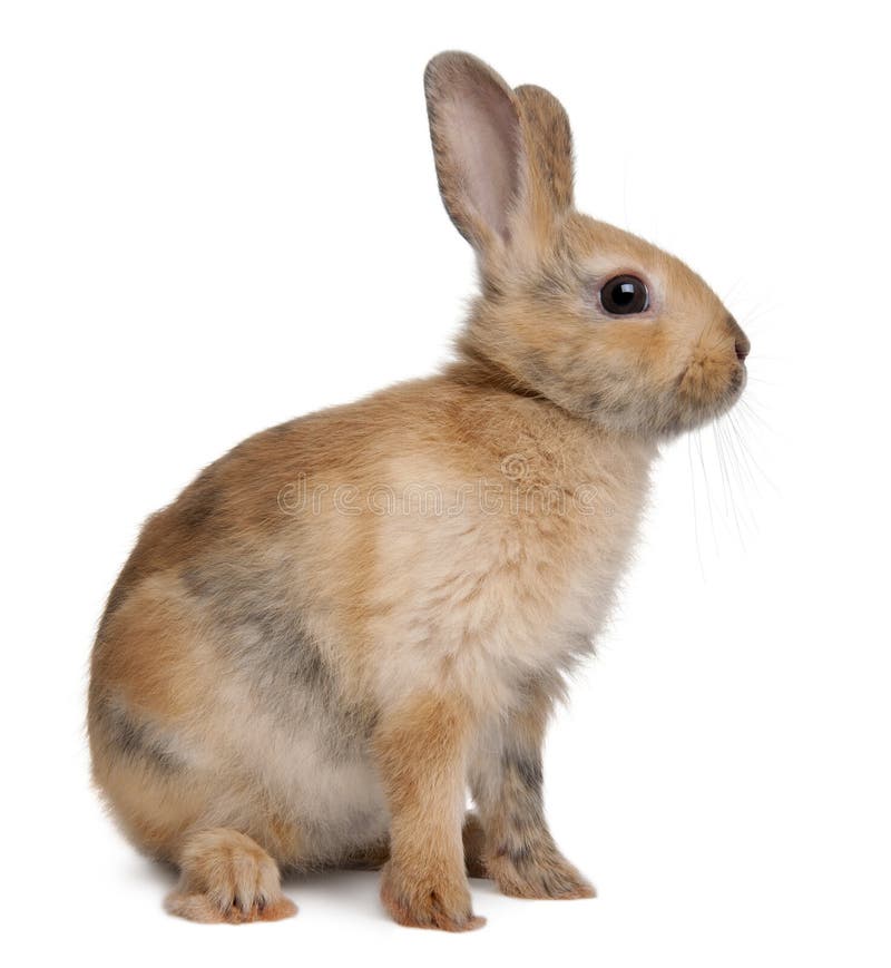 European Rabbit, Oryctolagus Cuniculus Royalty Free Stock Photo - Image ...