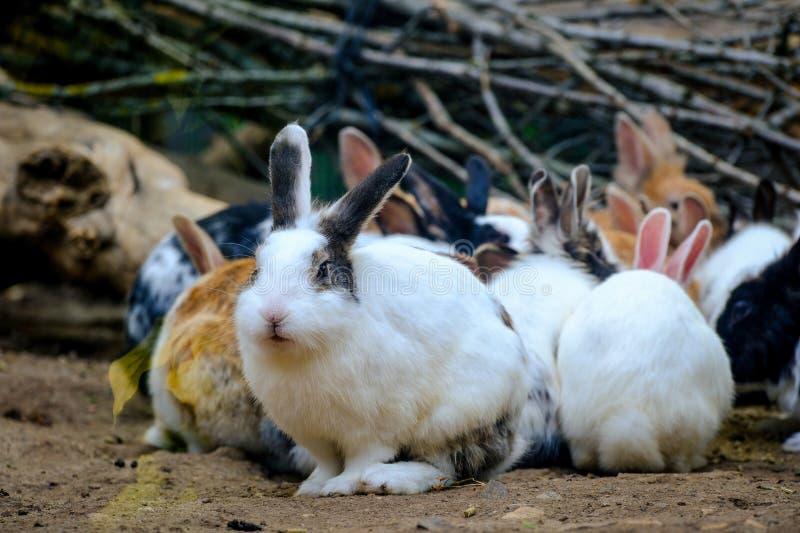 European Rabbit (oryctolagus Cuniculus) Stock Photo - Image of animal ...