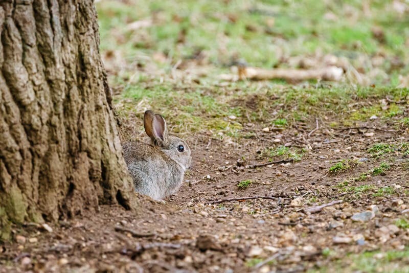 828 Rabbit Burrow Stock Photos - Free & Royalty-Free Stock Photos from ...