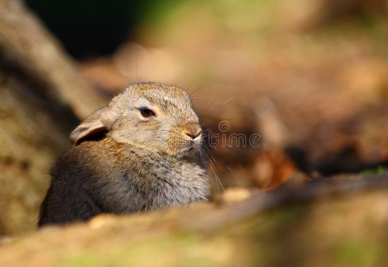 European Rabbit, Common Rabbit, Oryctolagus Cuniculus Sitting on a ...