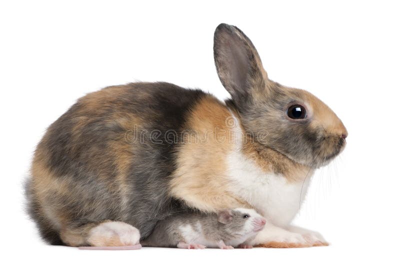 European Rabbit, Common Rabbit, Oryctolagus Cuniculus Sitting on a ...