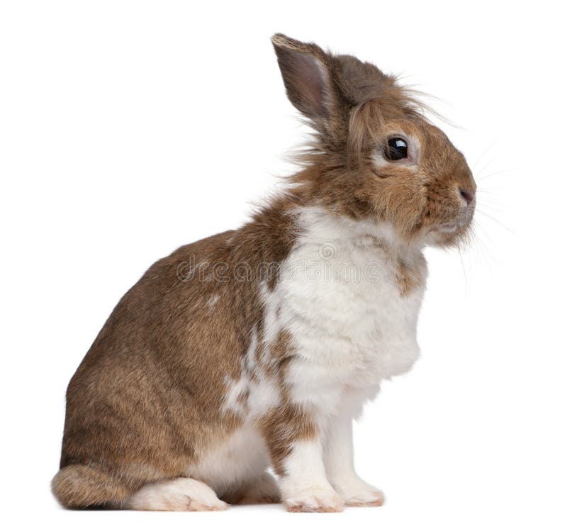 European Rabbit, Common Rabbit, Oryctolagus Cuniculus Sitting on a ...