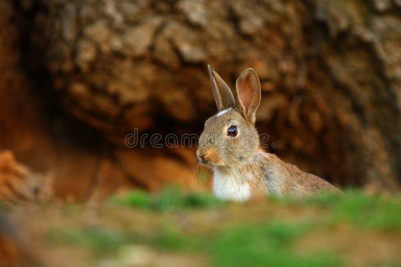 European Rabbit, Common Rabbit, Oryctolagus Cuniculus Sitting on a ...