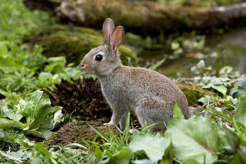 1,100+ Rabbit young Free Stock Photos - StockFreeImages