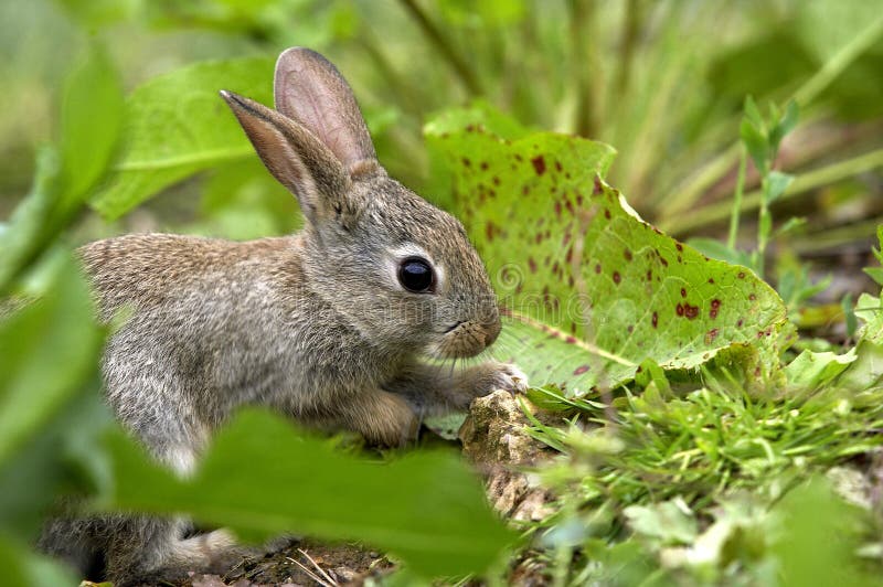 European Rabbit, Oryctolagus Cuniculus, Young, Normandy Stock Image ...