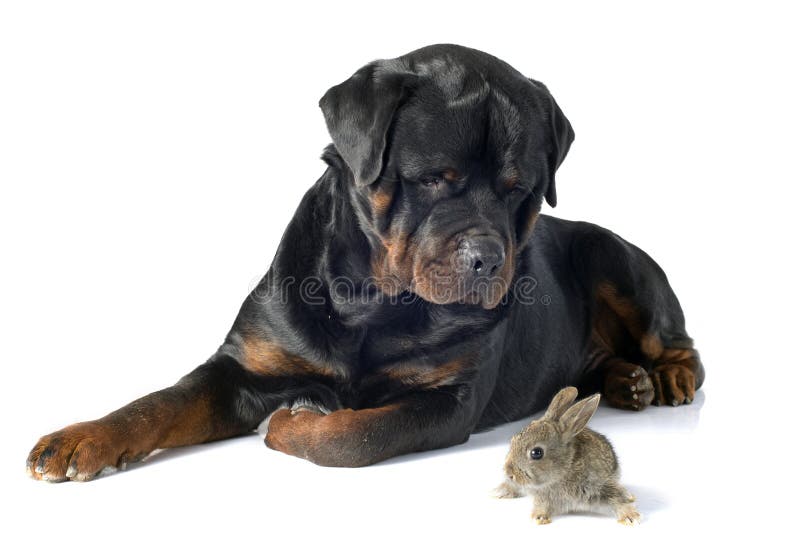 European rabbit stock image. Image of baby, wildlife - 47624039