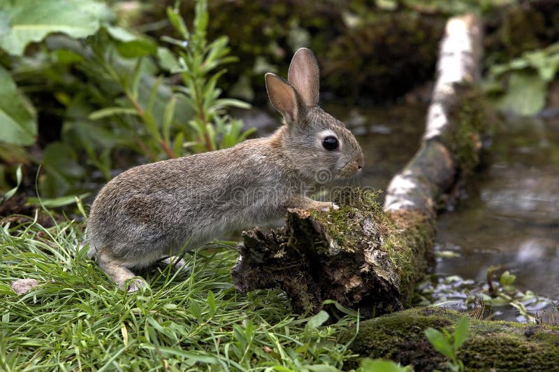 European Rabbit or Wild Rabbit, Oryctolagus Cuniculus, Young Standing ...