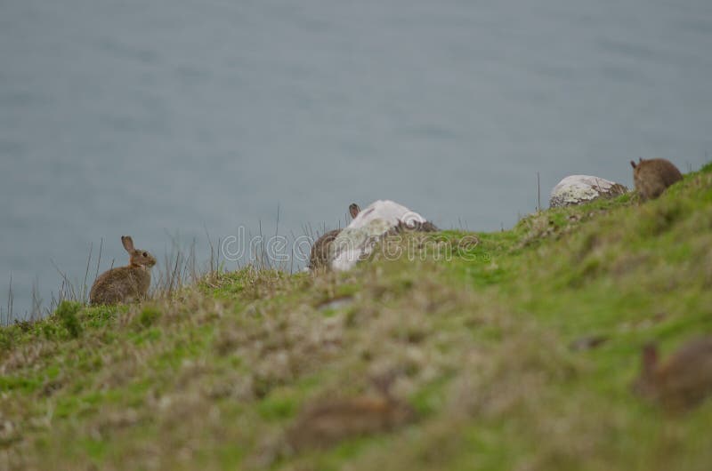 Otago Rabbits Stock Photos - Free & Royalty-Free Stock Photos from ...