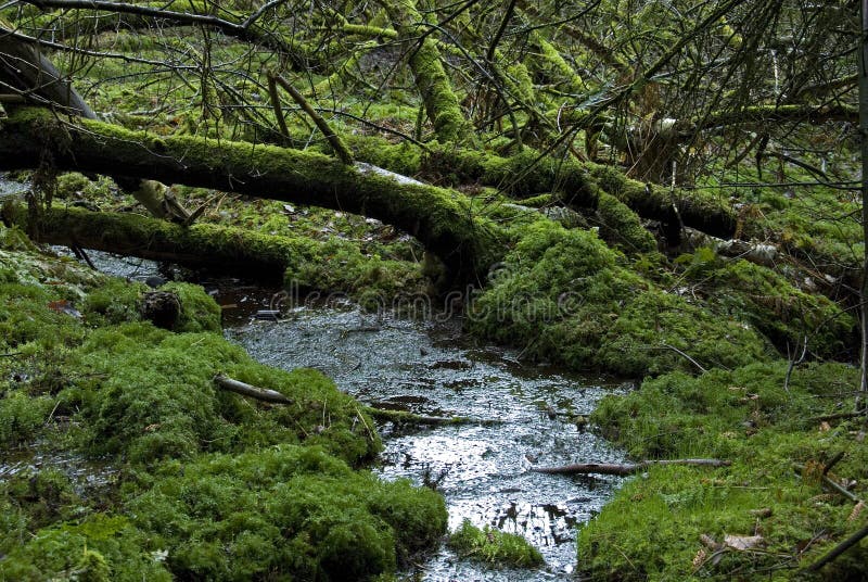 European rain-forest stock image. Image of forest, european - 1524977