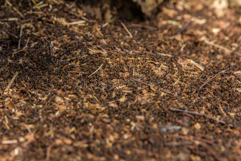 European Red Ants Swarming on Nest Stock Photo - Image of invade ...