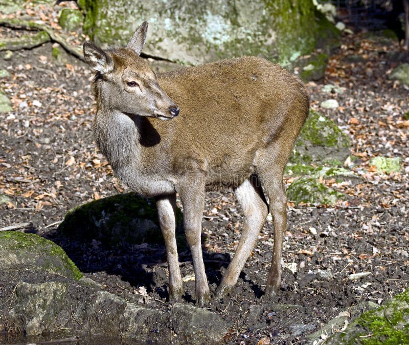 European red deer 1 stock image. Image of nice, nature - 28986713