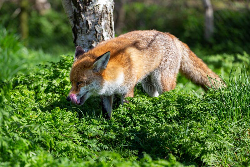 European Red Fox, Vulpes Vulpes Stock Image - Image of fauna, england ...