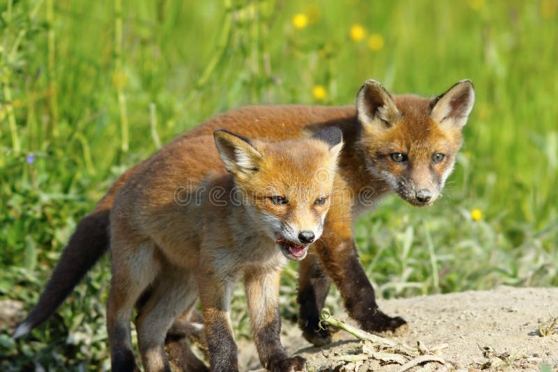 European red fox wild cubs stock photo. Image of family - 73735066