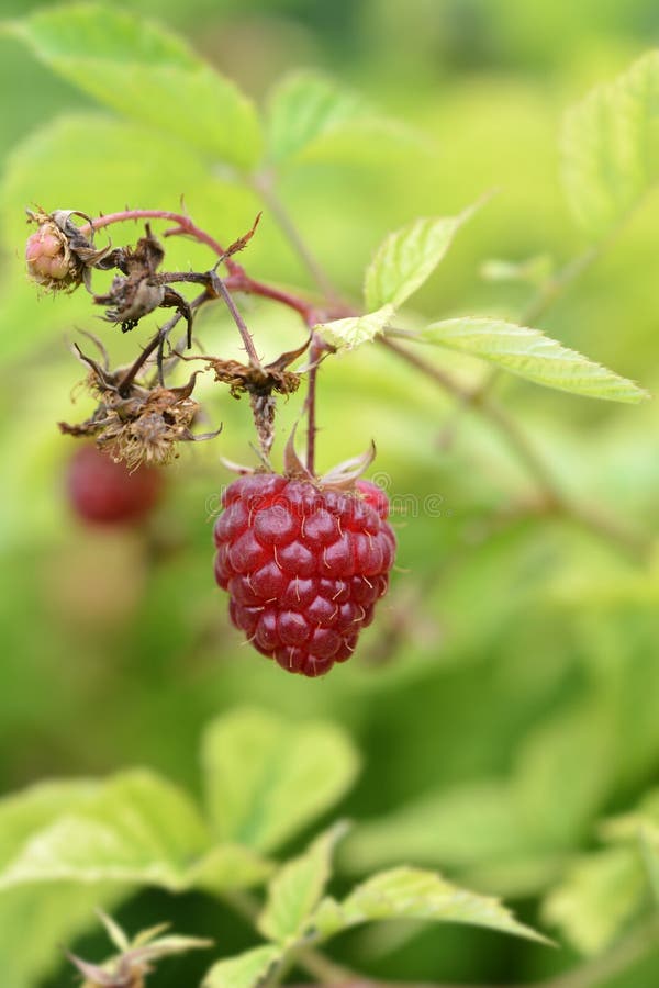 European red Raspberry stock image. Image of fruit, wild - 306560619