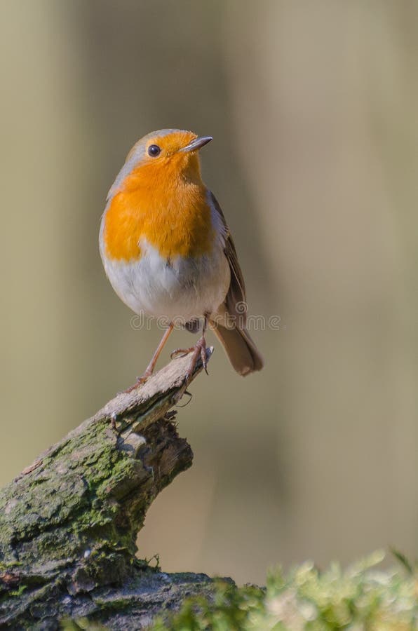 European red robin stock image. Image of closeup, european - 83329729