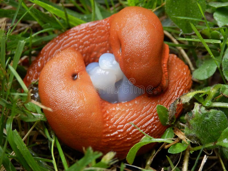 European red slugs mating stock image. Image of terrestrial - 26114771