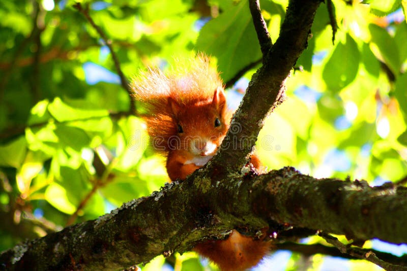 European Red Squirrel stock image. Image of tourist, tail - 16051703