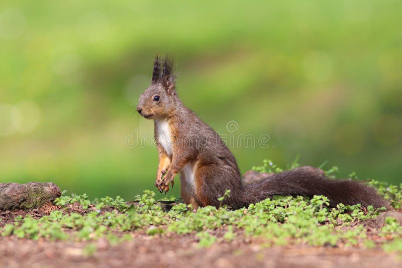 European Red Squirrel on a Flowering Spring Meadow Stock Image - Image ...